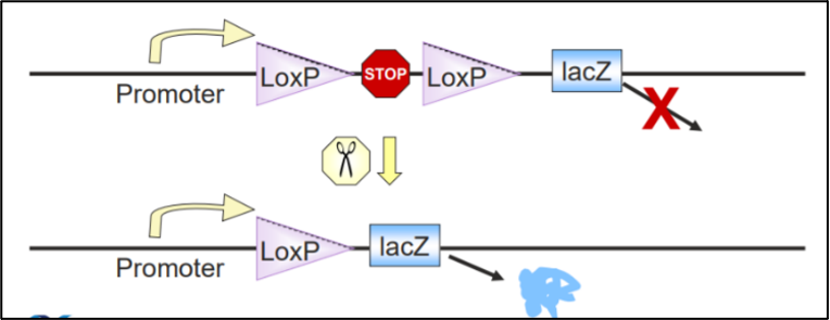 小鼠基础知识六：什么是 Cre-lox | 杰克森实验室