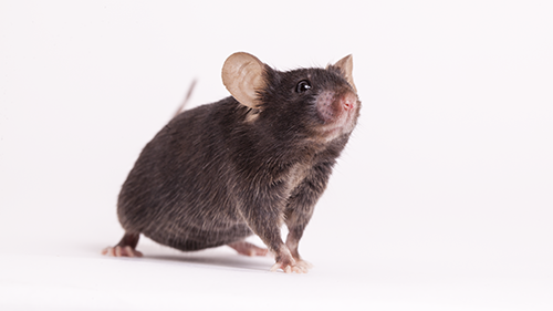 Aged C57BL/6J Mice | 杰克森实验室